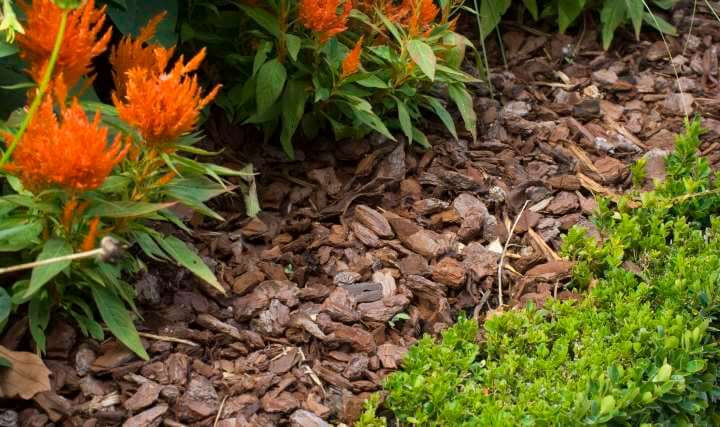 Barkflis | Læs om de 6 fordele ved at bruge barkflis i haven!